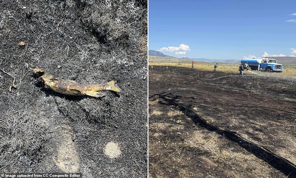 Canada wildfire sparked by fish falling from the sky