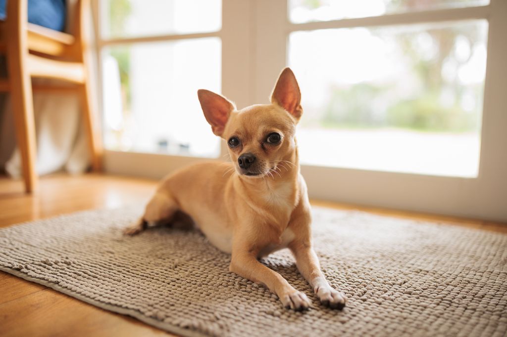 7 dog breeds most at risk of harm due to heatwave grooming mistakes