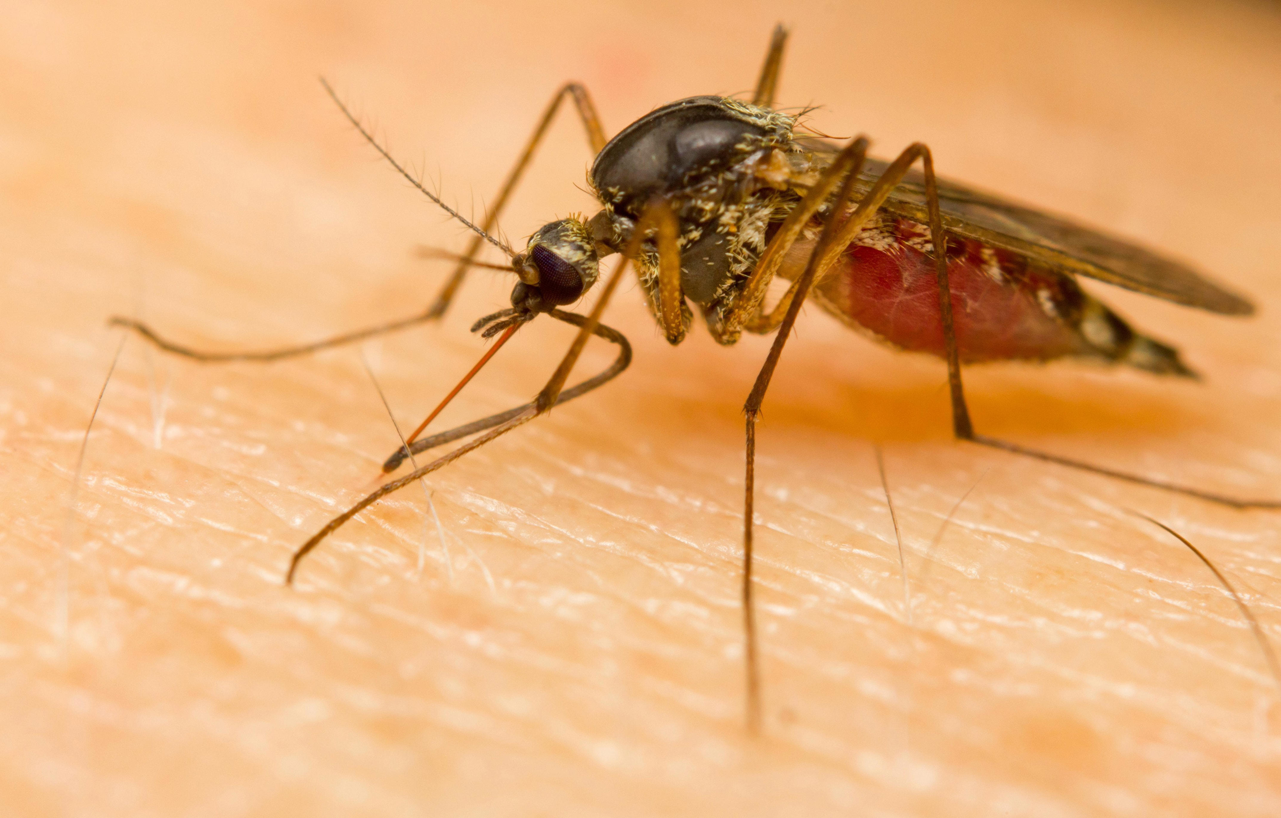 Westchester's first West Nile virus human case of 2025 found in Yonkers ...