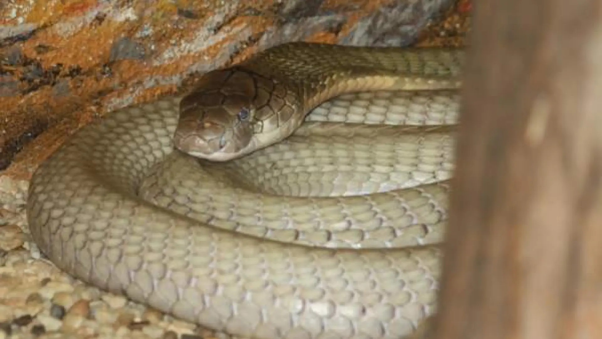 La asombrosa reacción de un bebé de un año al ver una cobra venenosa ...