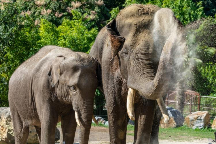 REPORTAGE. Avec les animaux, dans les coulisses de Terres de Nataé