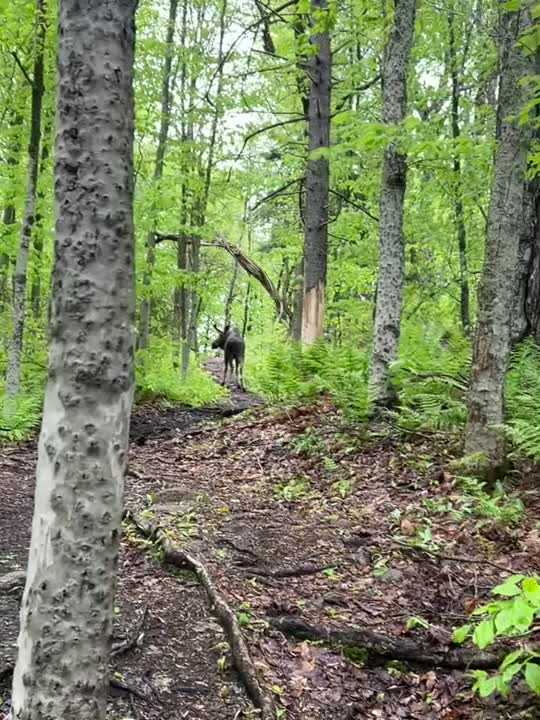 Necropsy reveals illness in bull moose that caused Tupper Lake trail to ...
