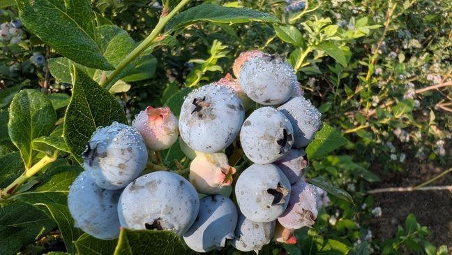 Officially official: Holland and surrounding areas are in a severe drought