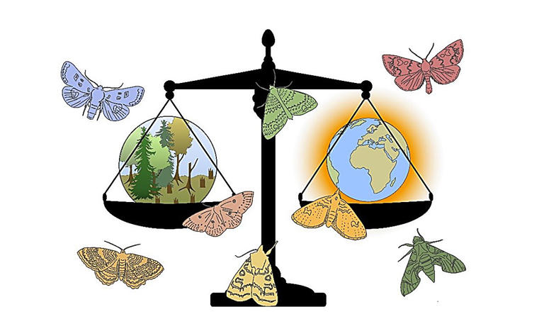 Climate's role in moth diversity varies by species traits and ...