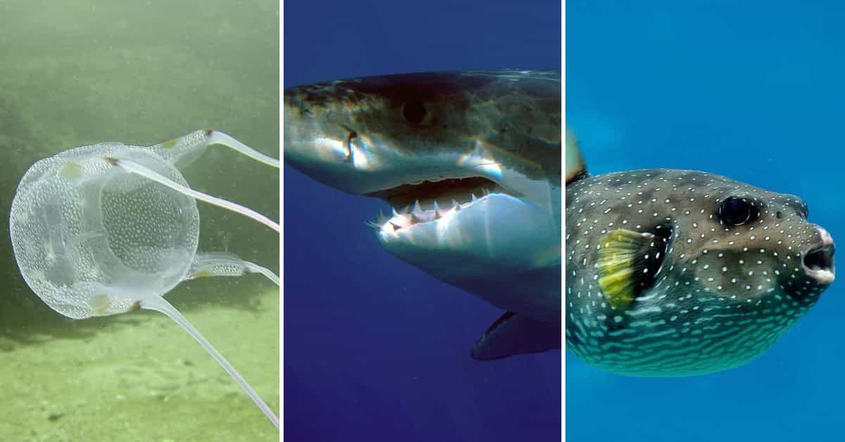 14 Dangerous Sea Creatures to Avoid