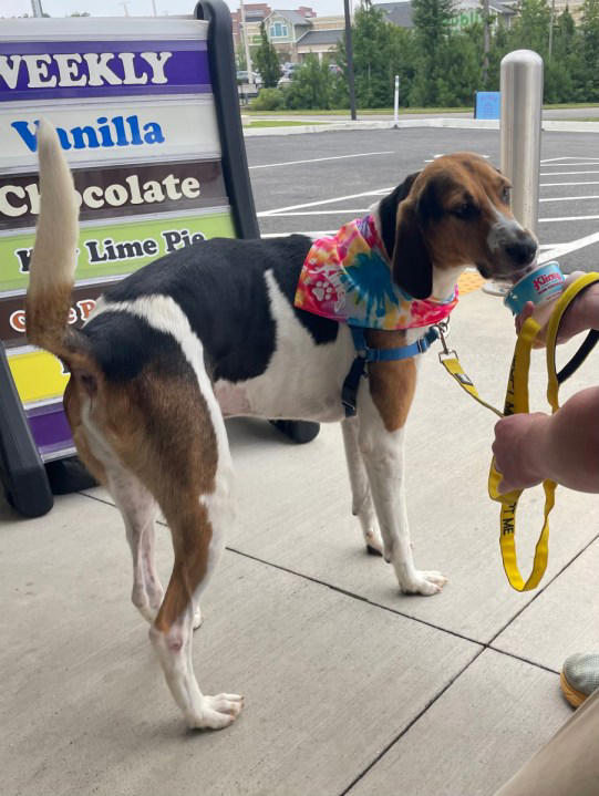 Klines Dairy Bar pup cups support Richmond Animal League throughout August