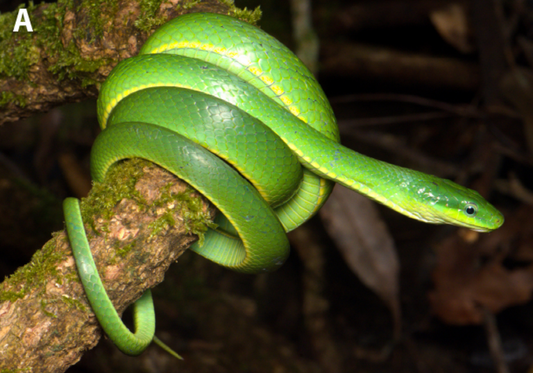 ‘Muscular' creature with ‘thick neck' found sleeping in tree. It's a ...