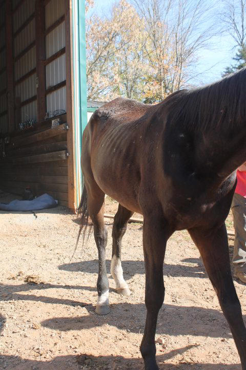Six horses seized from farm by Greene County Sheriff’s Office