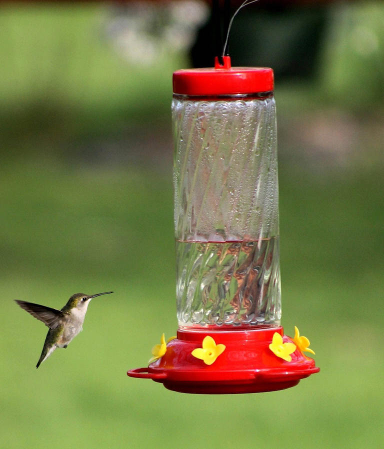 20 Frequently Asked Questions About Feeding Hummingbirds