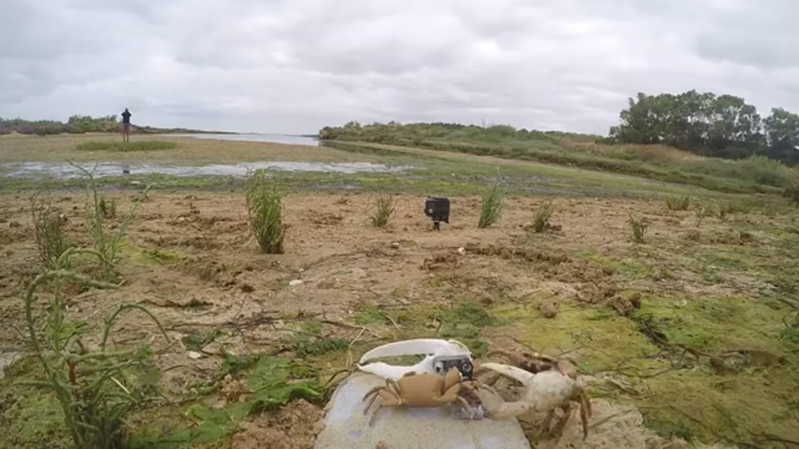 Male fiddler crabs attack 'Wavy Dave' in Portugal