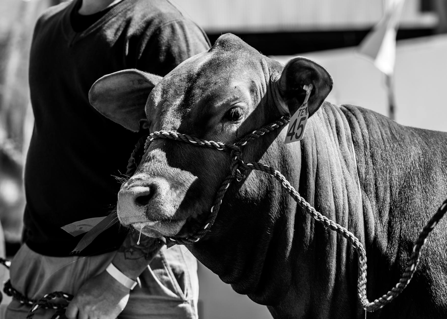State Fair Livestock Auction Raises Over $380K to Support Wisconsin ...