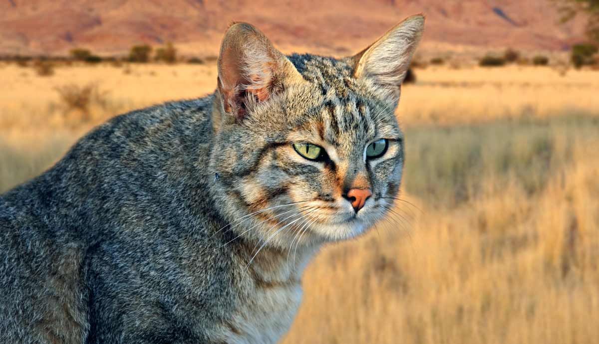 Understanding the African Wildcat