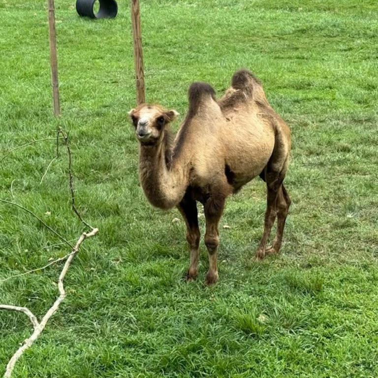 Mesker Park Zoo & Botanic Garden announce death of female camel