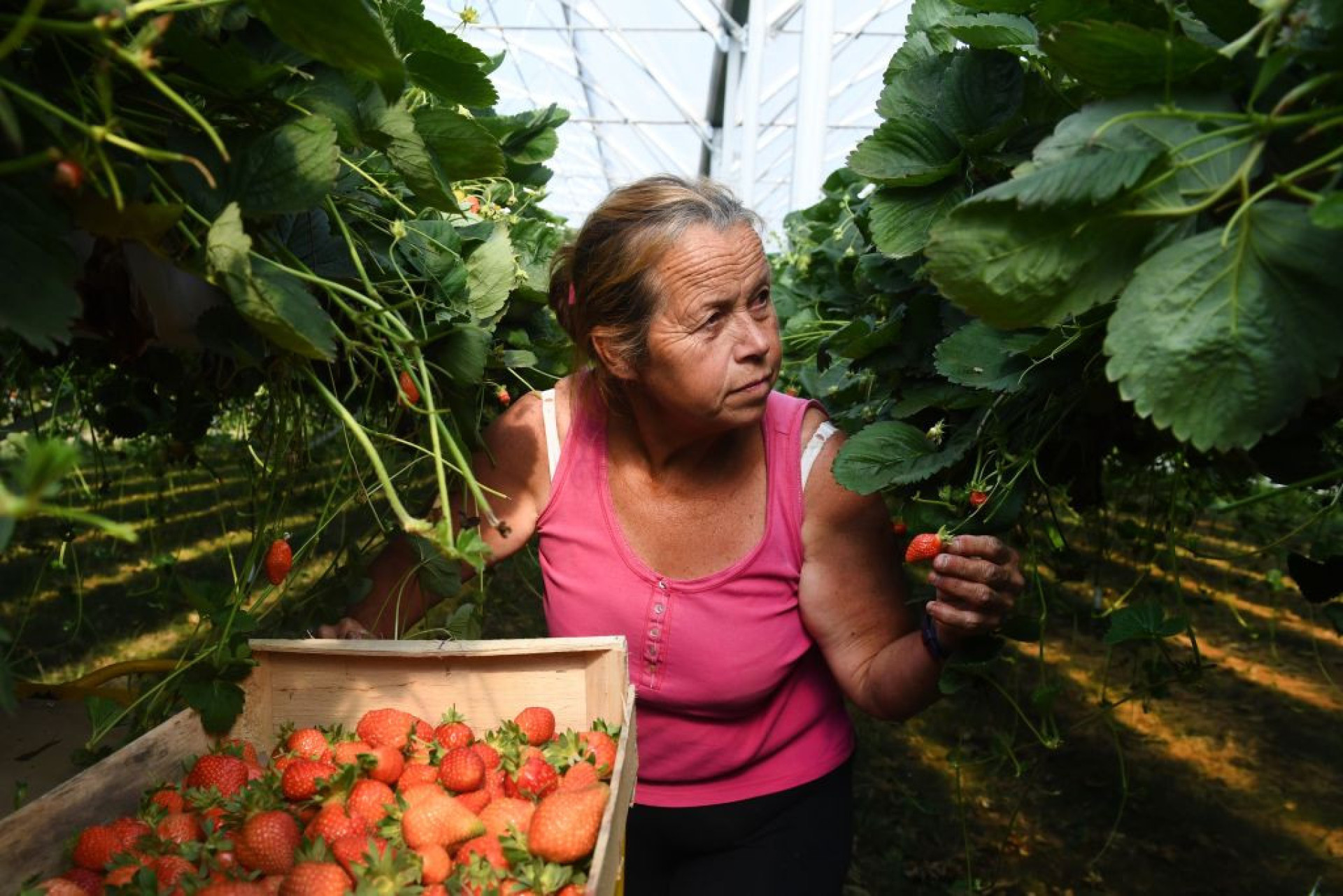 Food favorites that may soon be extinct