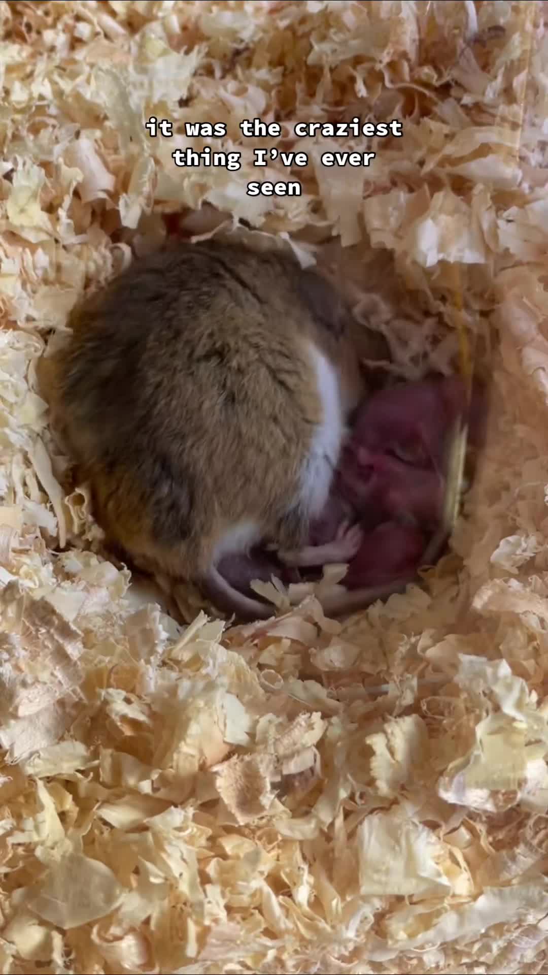 how I accidentally became a mouse mom 🐭