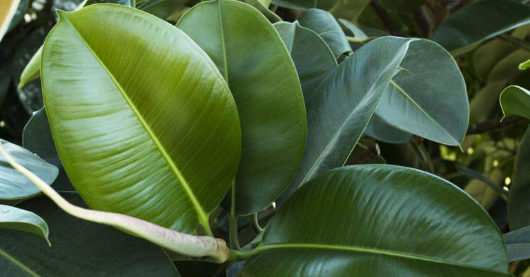 Guía completa y cuidados del Ficus robusta: mantenimiento y consejos ...