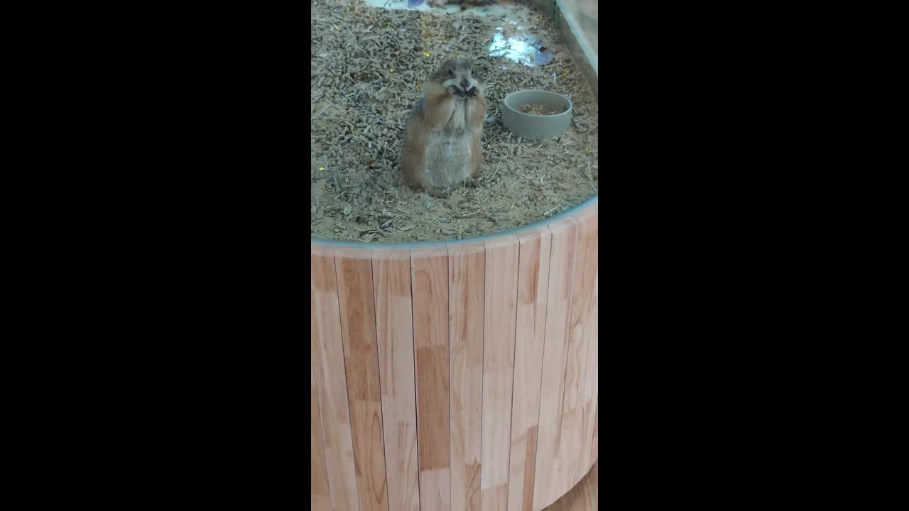 Groundhog makes silly face behind glass in Fujian, China