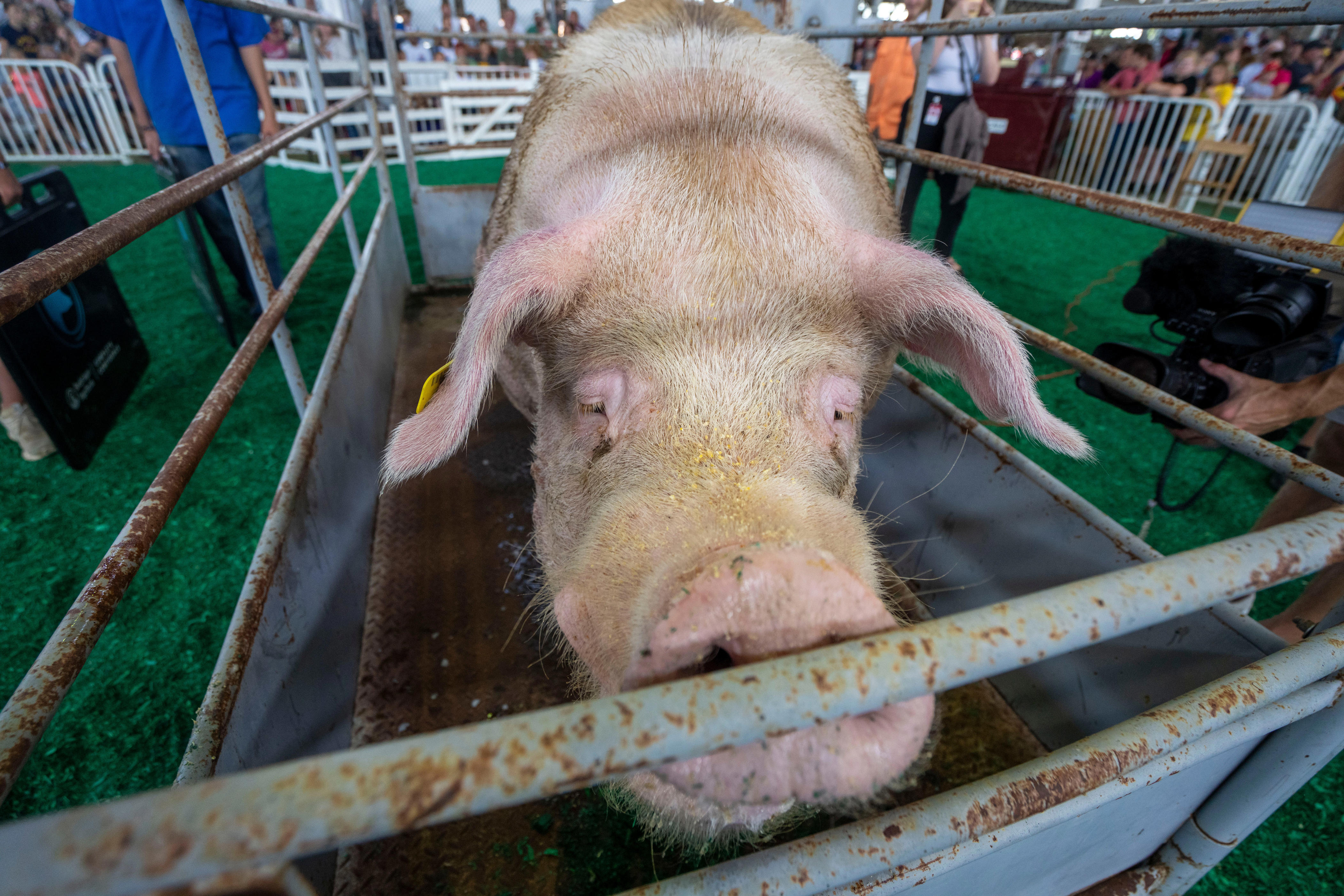 Iowa State Fair's Swine Barn gets a $19.6M facelift amid renovations