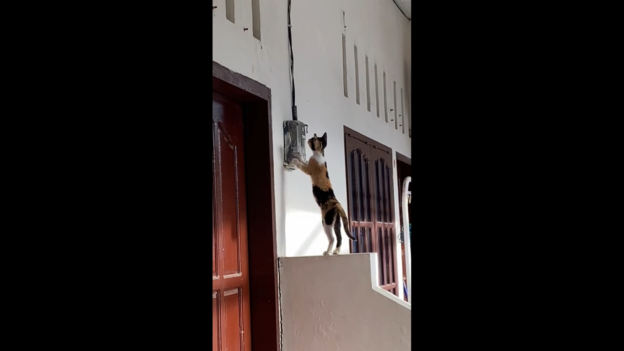 Curious cat investigates electric token box in Padang, Indonesia