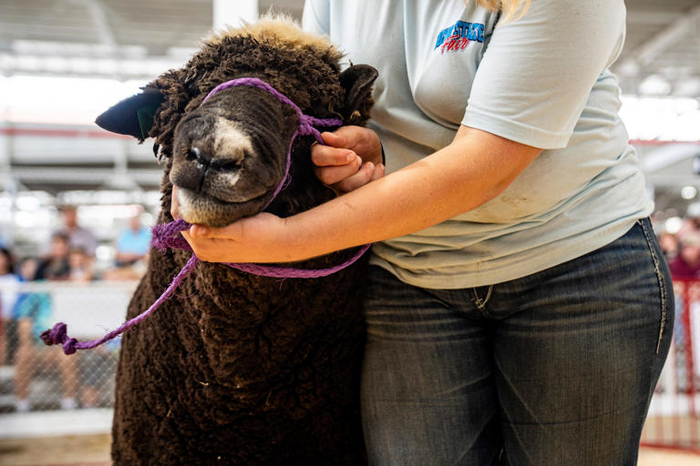 Meet the Big Boar, Big Ram, Super Bull winners at the Iowa State Fair ...