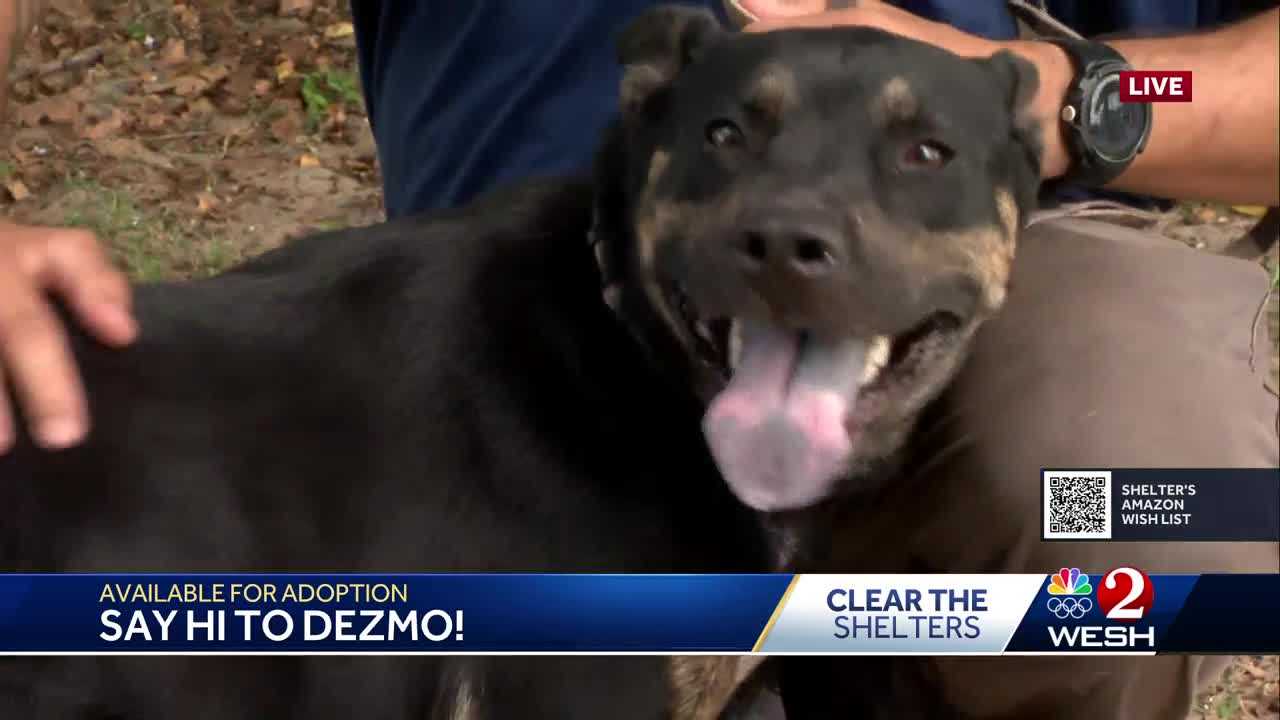 Clear the Shelters: Adoptable pets at Marion County Animal Services