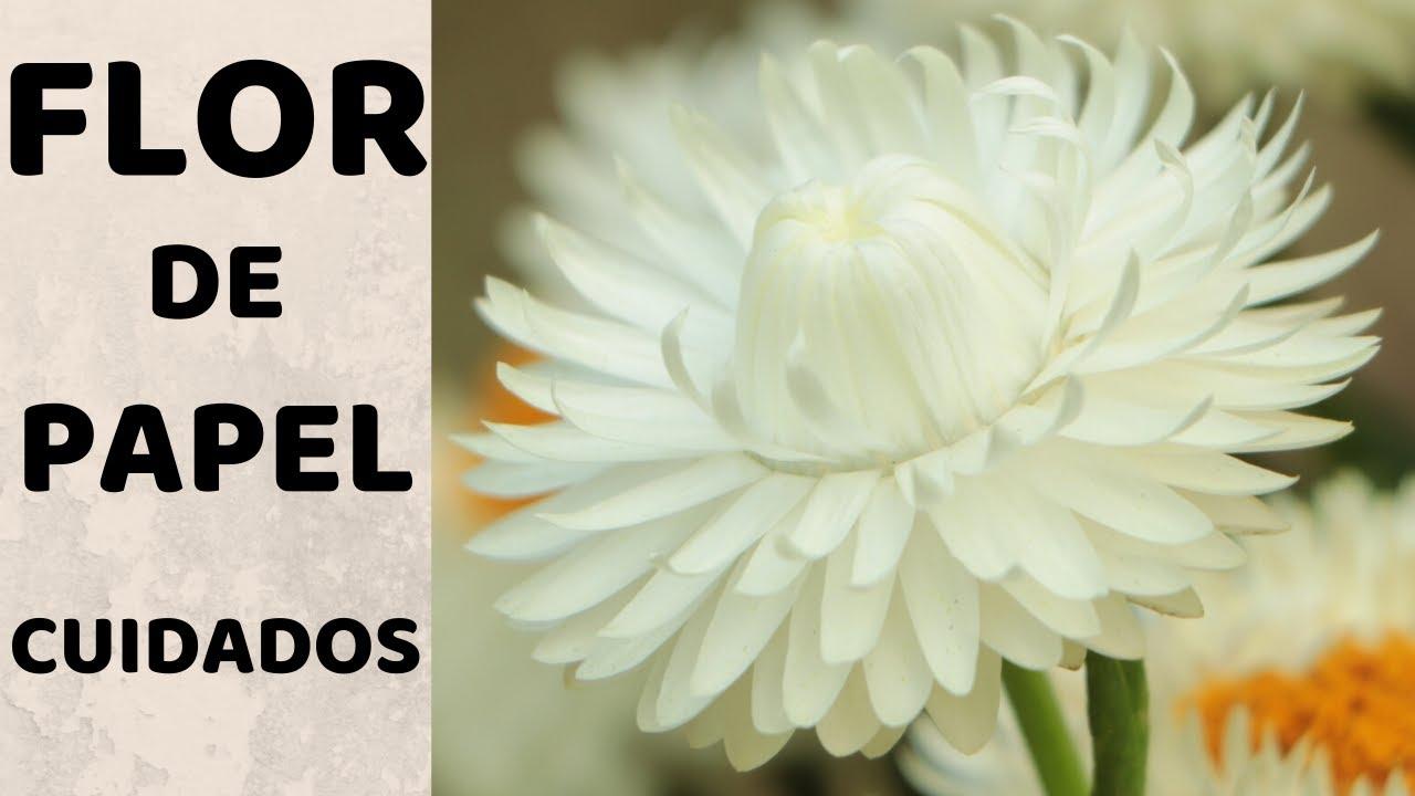Cuidados imprescindibles para la Flor de Papel (Helichrysum bracteatum ...