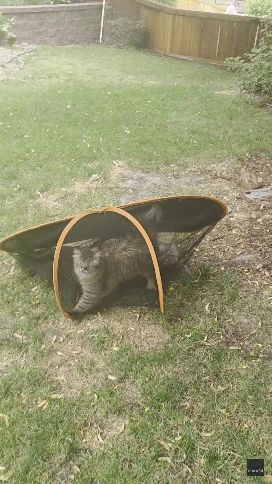 Cat Manages to Walk Across Yard While Inside Mesh Pet Tent