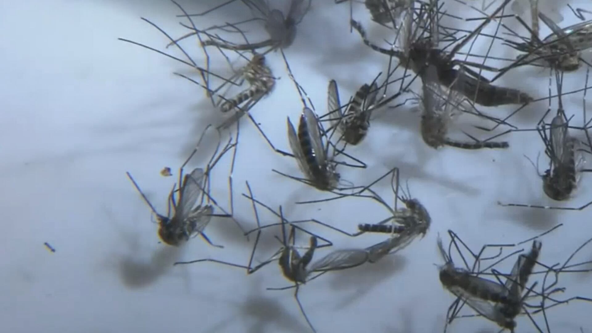 Aerial mosquito spraying planned tonight for Cass, Clay counties