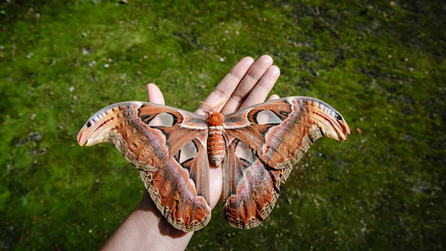 5 Awesome Facts About the Atlas Moth