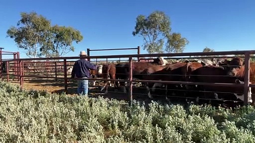 Cattle work at Adria Downs, Birdsville