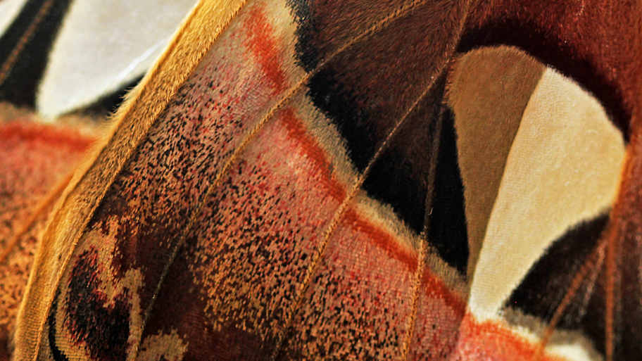5 Awesome Facts About the Atlas Moth