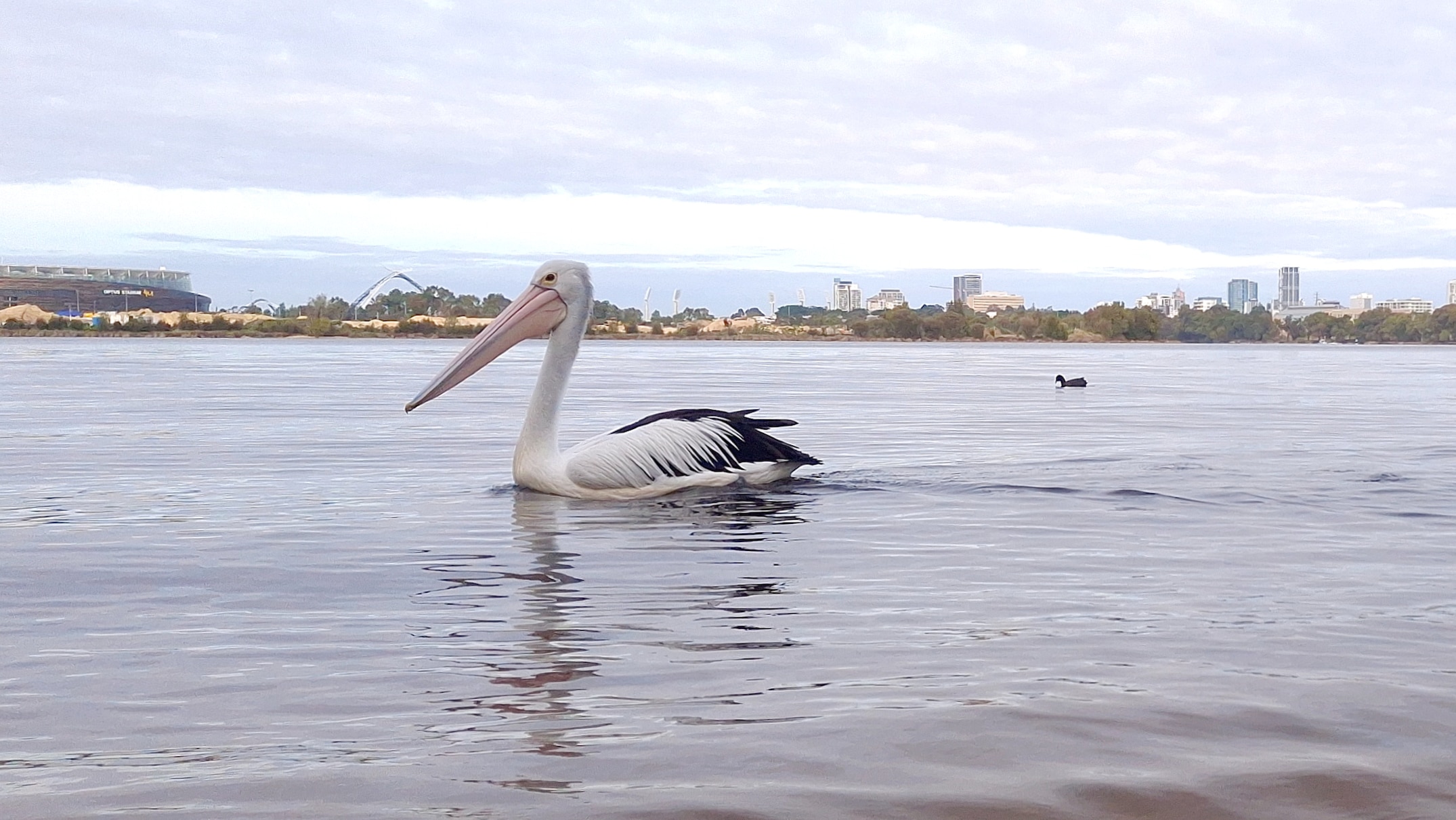 How to take beautiful wildlife photos with your smartphone: a beginner ...