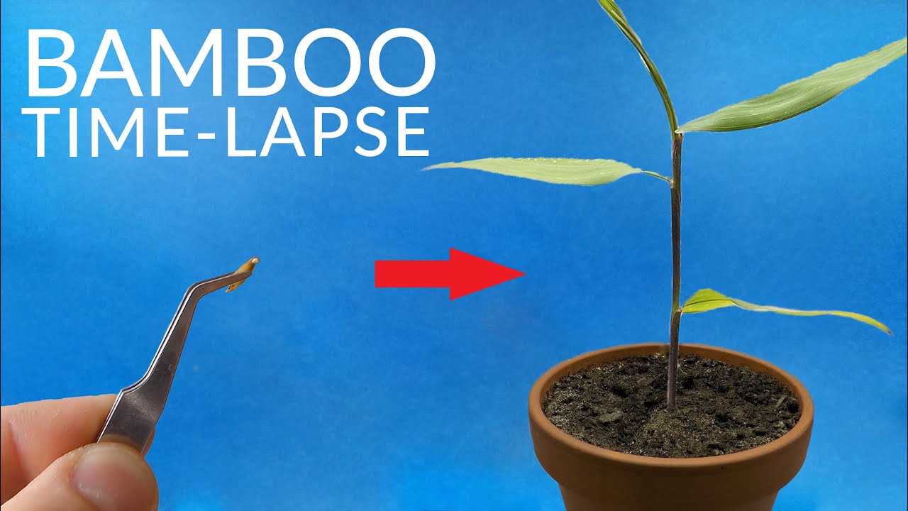 Bamboo Growth Time-lapse Magic