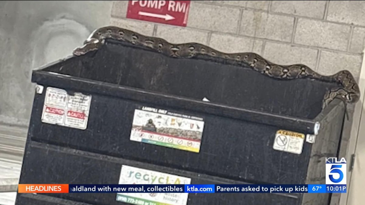 Watch: 20-foot snake found lounging atop dumpster in Los Angeles garage
