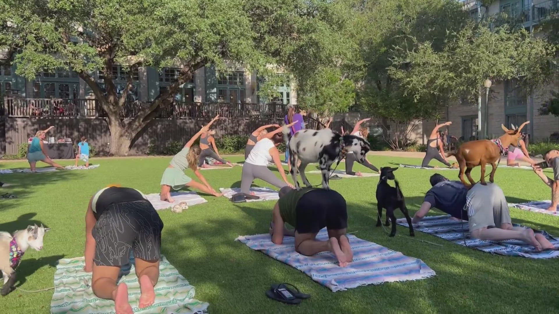 'Goat yoga' adds animal experience to traditional yoga poses