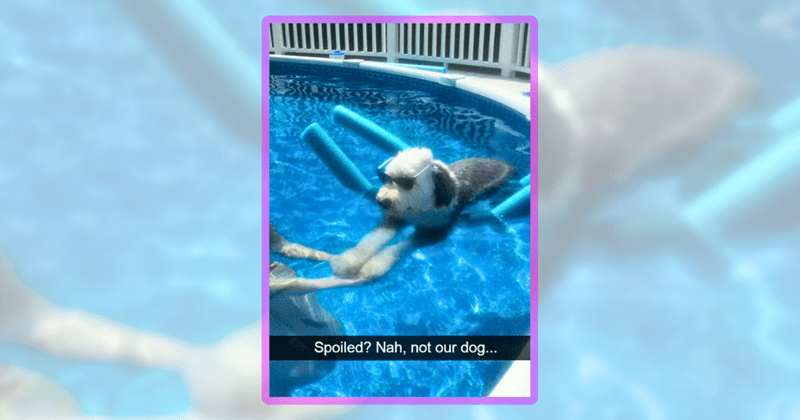 That's What it's Like Raising a Dog Child - in the Form of 23 Fluffy ...