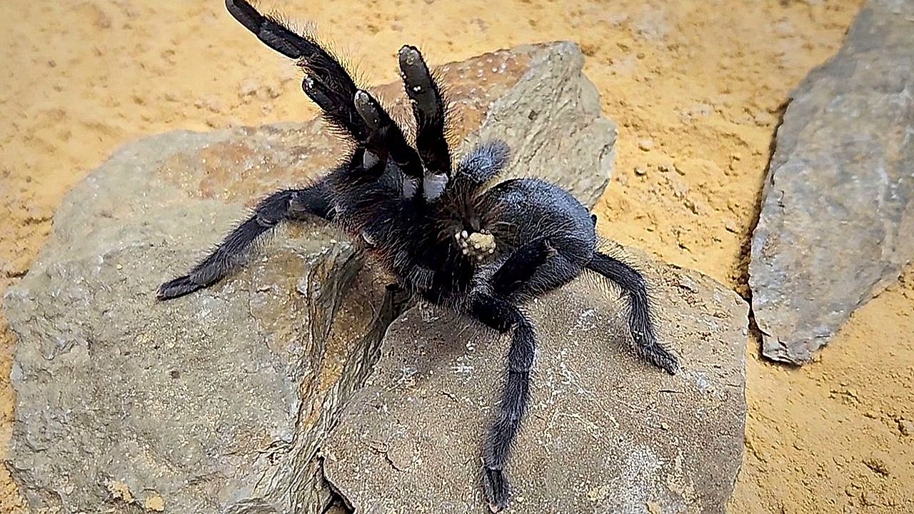 Scientists discover four new tarantula species with record-long genitalia