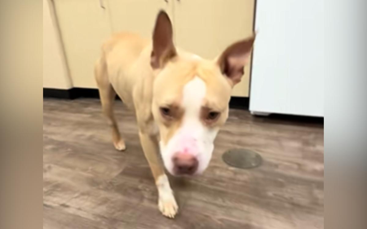 Dog given up by owner who "didn't have time"—but the worst was yet to come