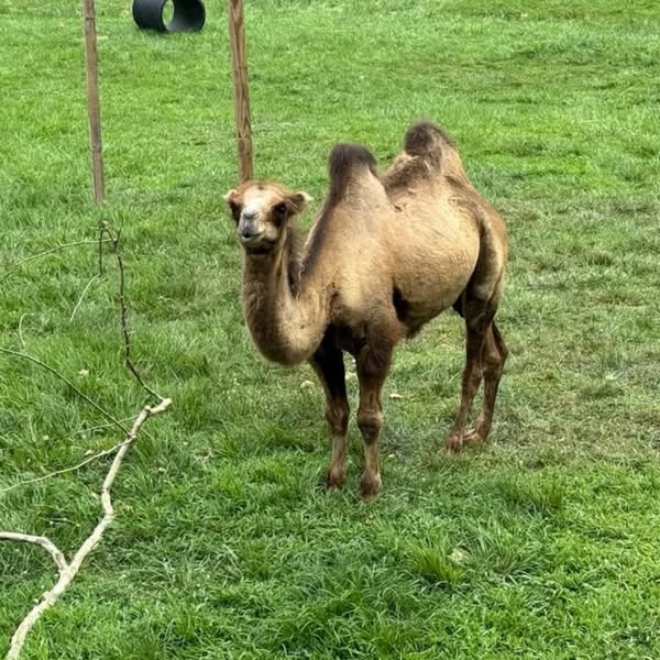 Mesker Park Zoo euthanizes camel after health complications