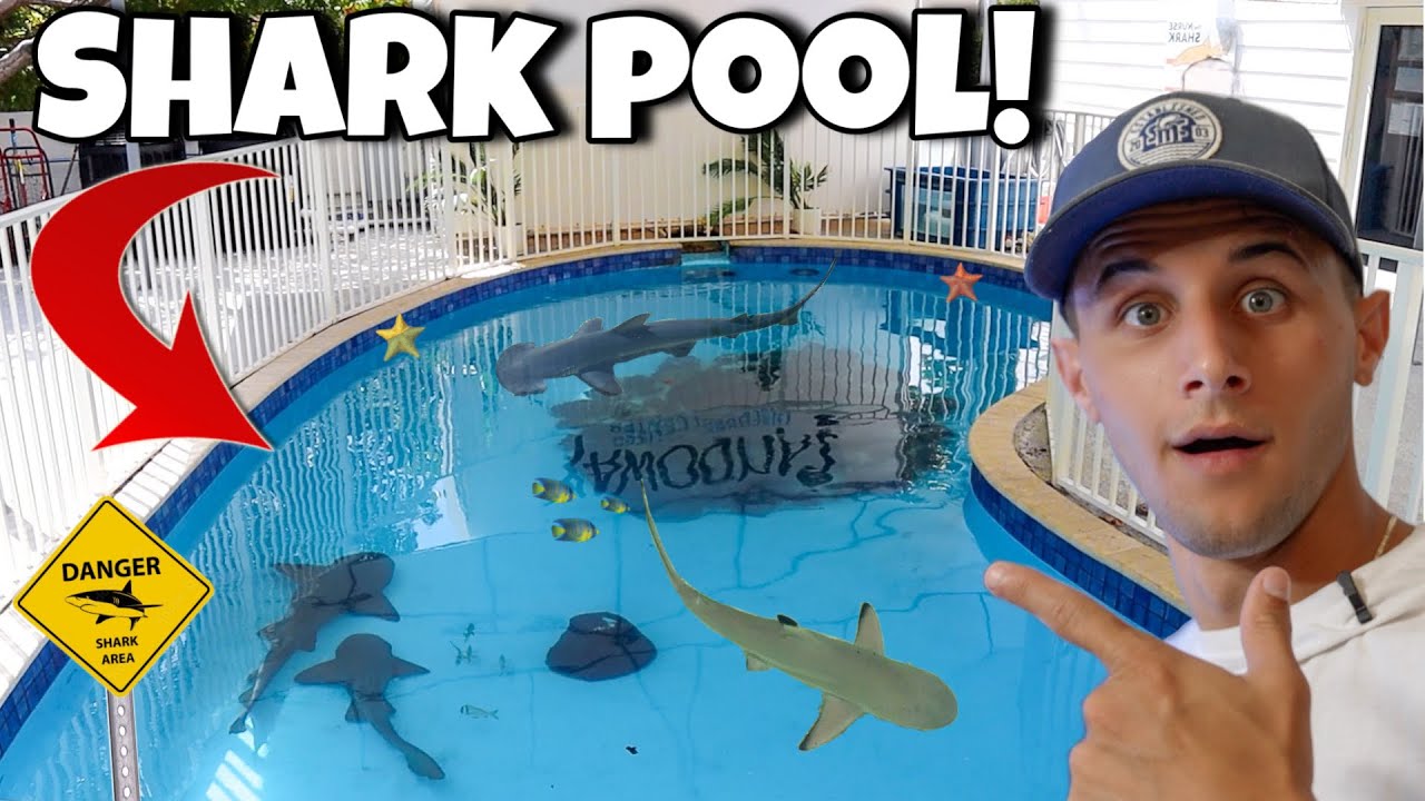 I discovered a pool full of sharks! 🦈