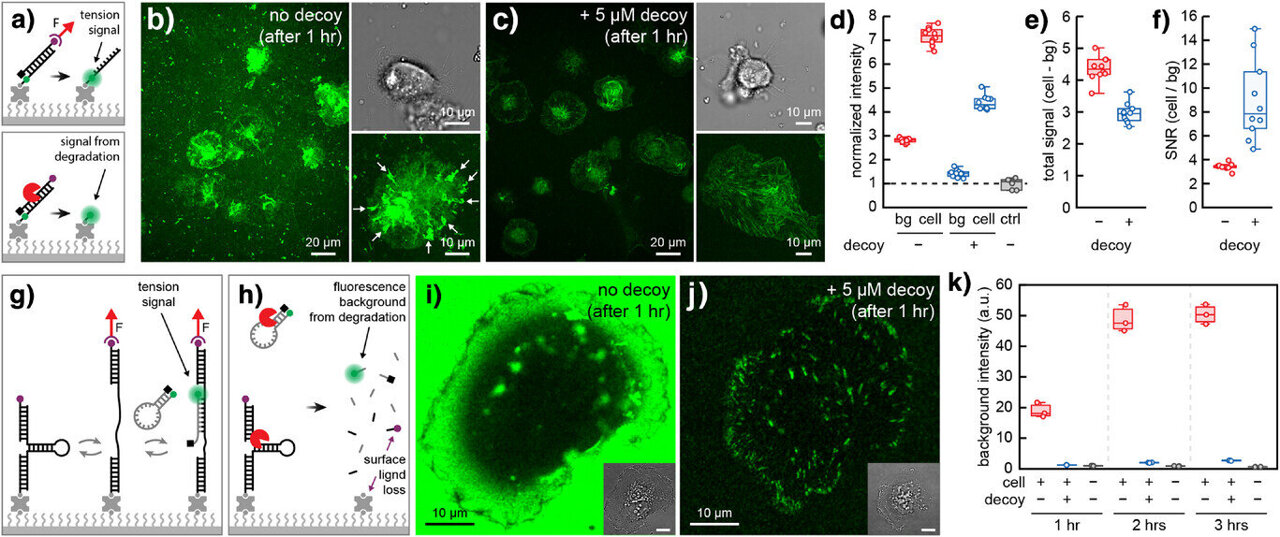 Molecular imaging tech measures forces in living cells with nanometer ...