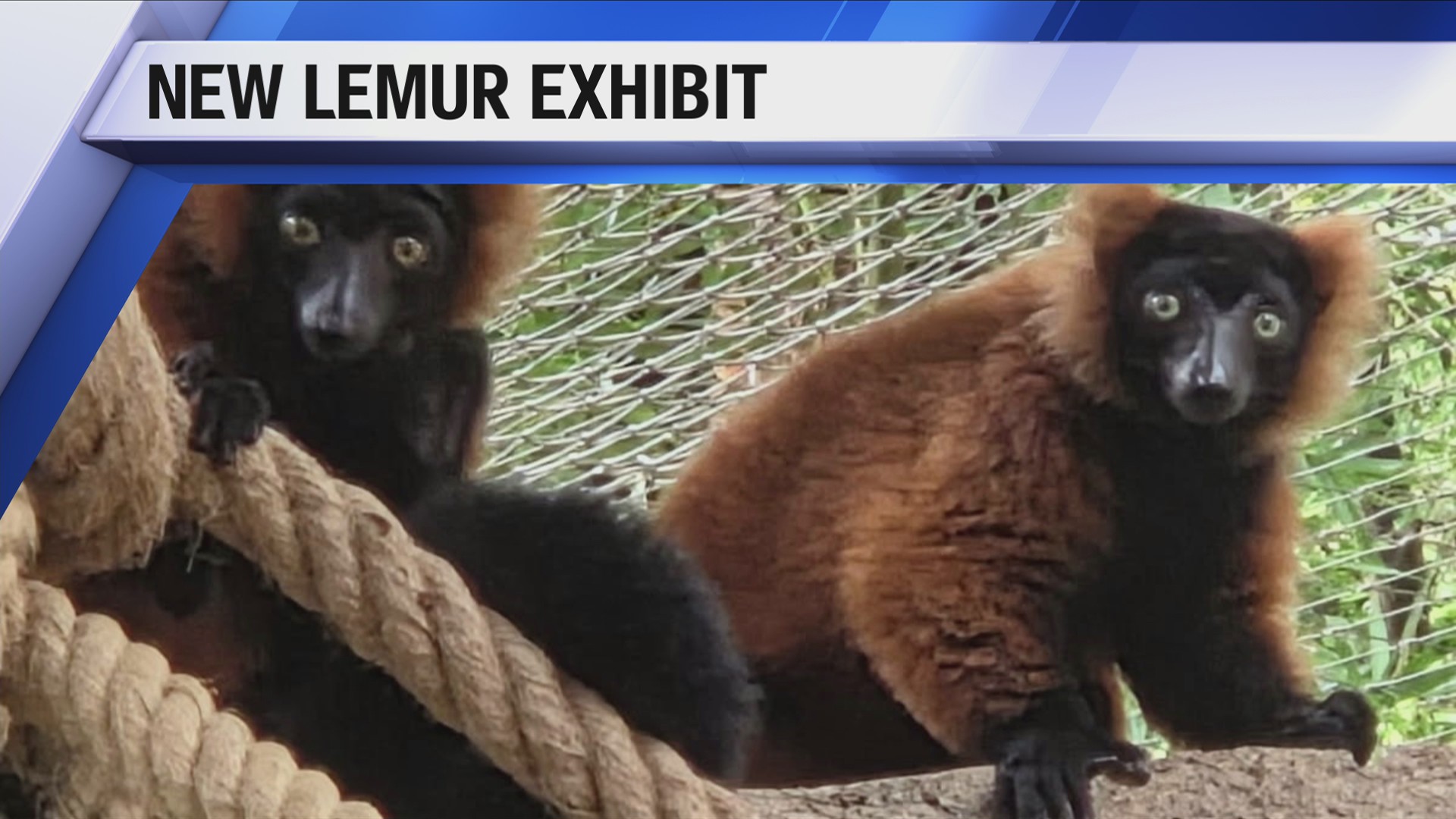 Mill Mountain Zoo unveils lemur exhibit to aid conservation efforts