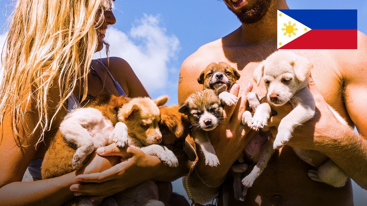 I discovered the cutest puppies in the Philippines!