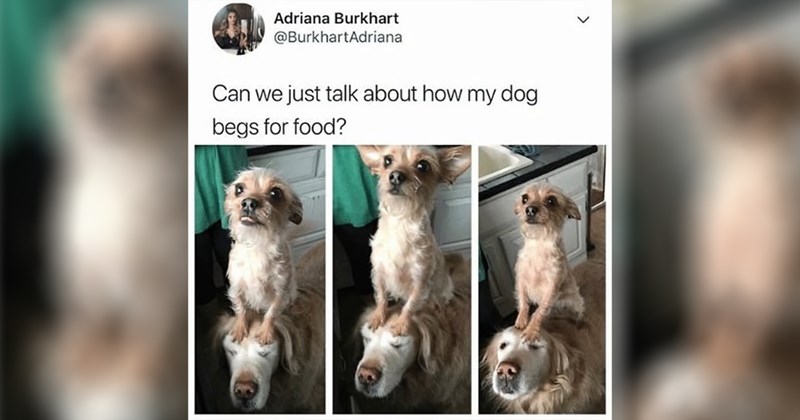 25+ Darling Dog Memes for Canine Enthusiasts (August 7, 2025)