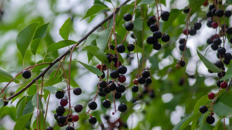 Fruit And Berry Trees To Grow In Your Yard That Birds Love