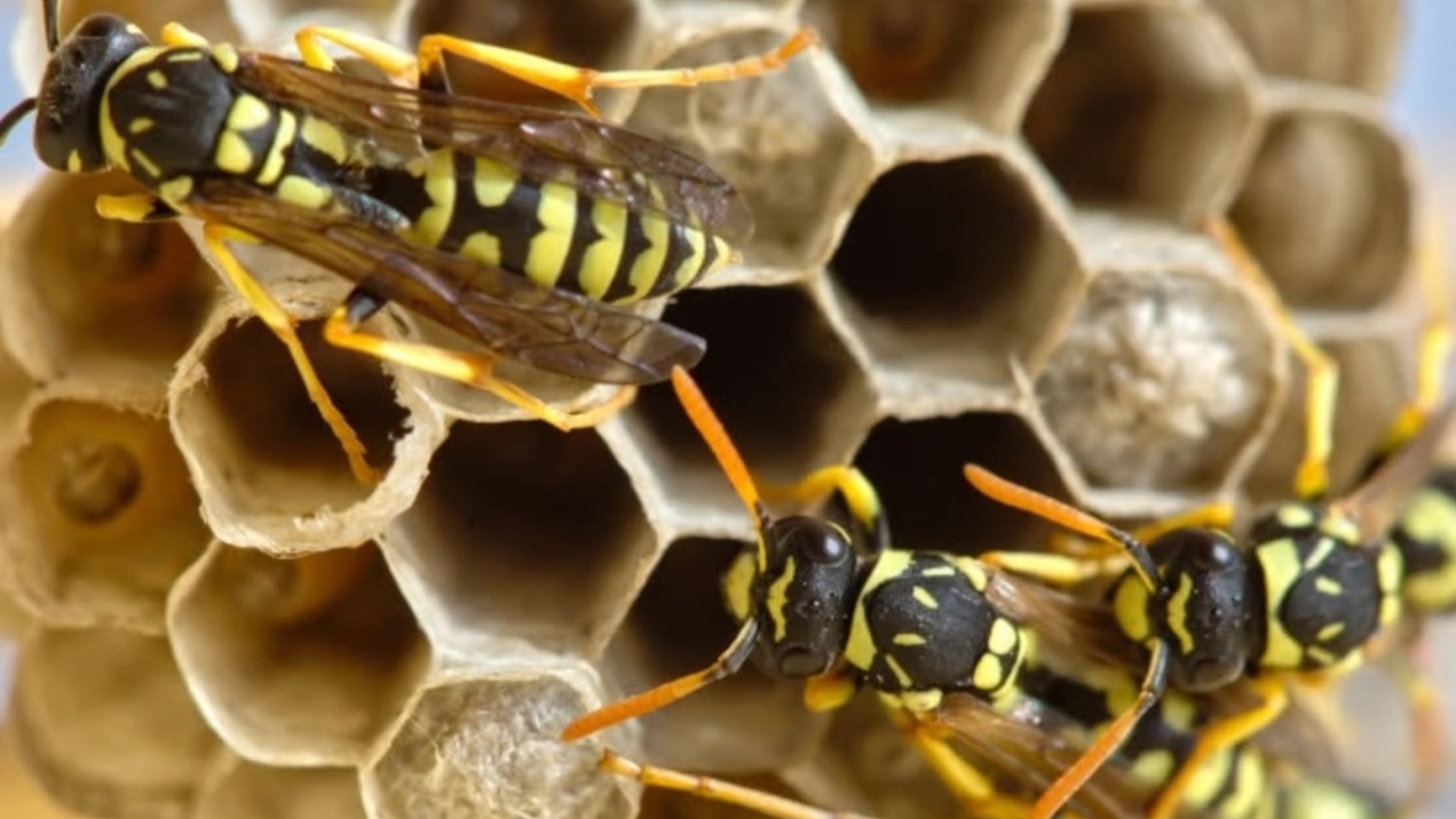 Wasp nest tests positive for nuclear waste