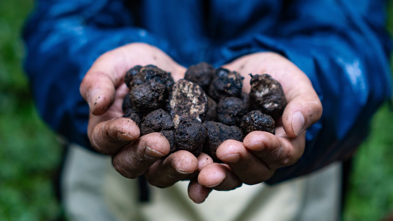 TREASURE OF THE WOODS | Truffle Hunting With Truffle Dogs