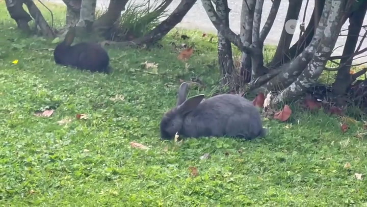 Rabbits eating lunch with some cool clouds