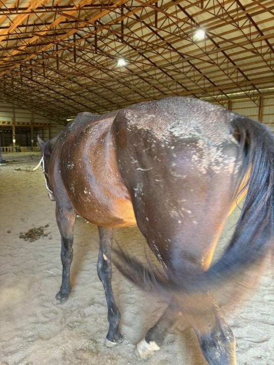Six horses seized from farm by Greene County Sheriff’s Office