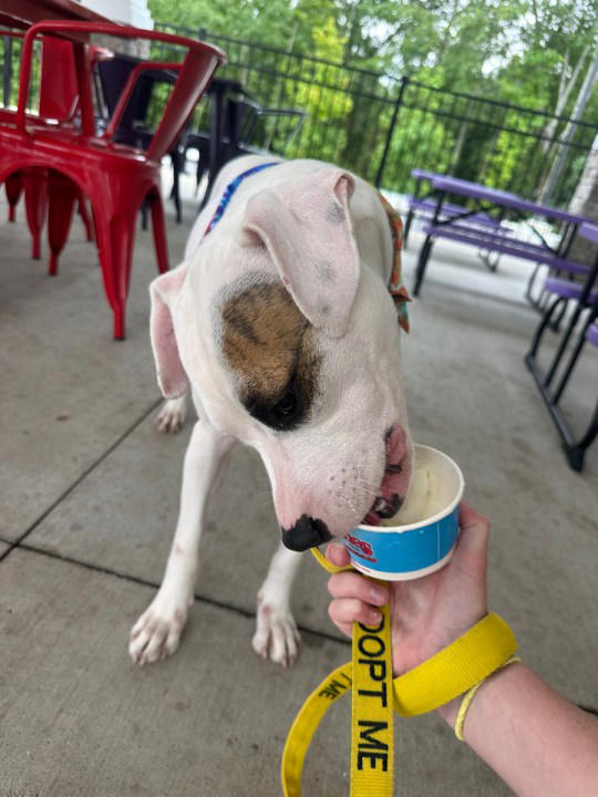 Klines Dairy Bar pup cups support Richmond Animal League throughout August